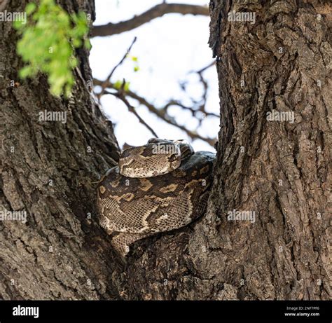 Python Pythonidae Resting On A Tree Kruger National Park South