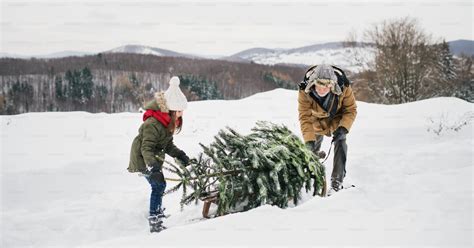 할아버지와 작은 소녀가 숲에서 크리스마스 트리를 얻고 있다 겨울날 사진 Unsplash의 자연 이미지
