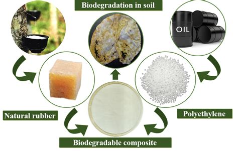 Polymers Free Full Text Biodegradable Polymer Materials Based On Polyethylene And Natural