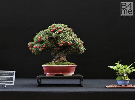 Species Guides Bonsai4me