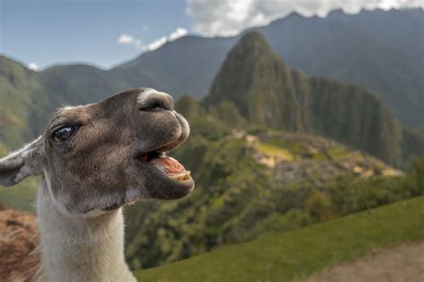 Itap Of An Alpaca In Front Of Machu Picchu R Itookapicture