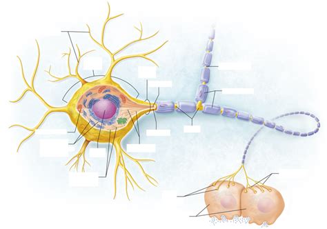 Aandp Mod 3 Neuron Structure Diagram Quizlet