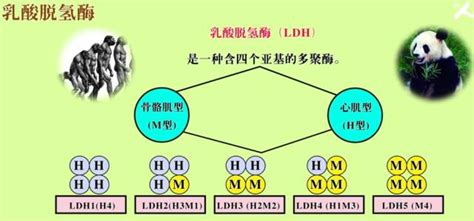乳酸脱氢酶（ldh）——研究最为清楚的同工酶 搜狐大视野 搜狐新闻