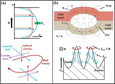 Schematic Of Hartmann Effect And Seebeck Effect In Malw A Hartmann Download Scientific