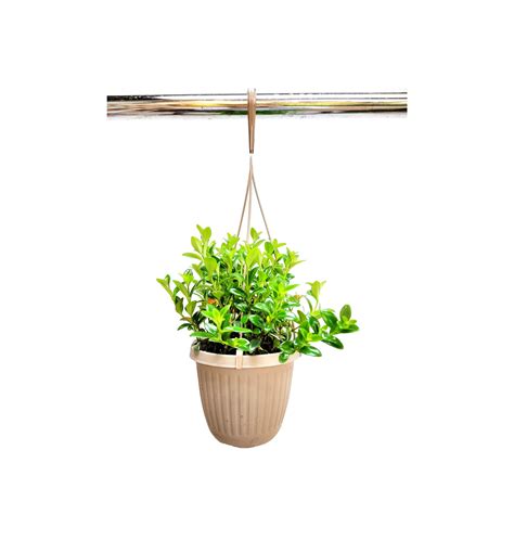 6 Hanging Basket Of Goldfish Plant Nematanthus Gregarious