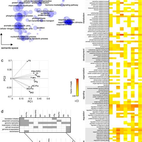 Validation Of Some Virus Host Proteinprotein Interactions By Download Scientific Diagram