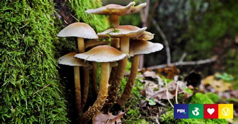 Why Mushrooms Are The Future Of Everything From Sustainable Fashion To