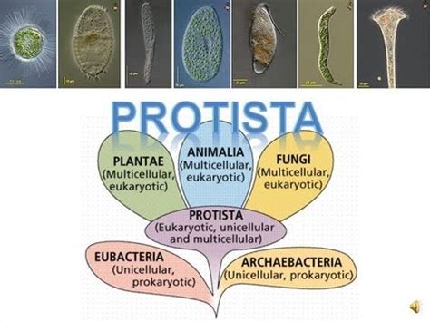 Kingdom Protista YouTube