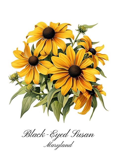 Maryland State Flower Black Eyed Susan Poster For Sale By Bjfeutz
