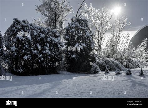 Trees With Snow In A Night Winter Stock Photo Alamy