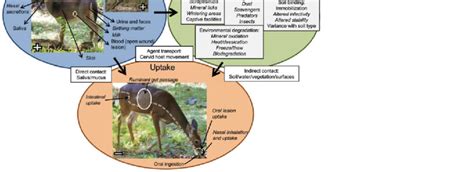 Conceptual Model Of Horizontal Transmission Of Chronic Wasting Disease