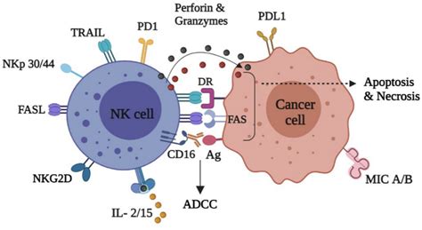 Nk Cells And Cancer Cell Interaction Nk Cells Produce Download