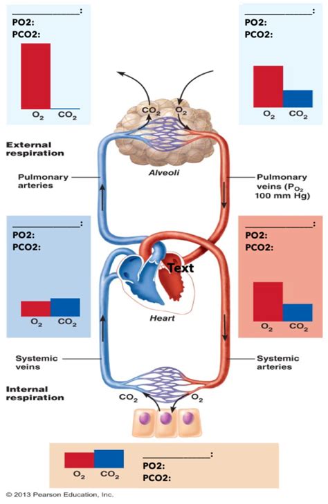Pp Chart Diagram Quizlet