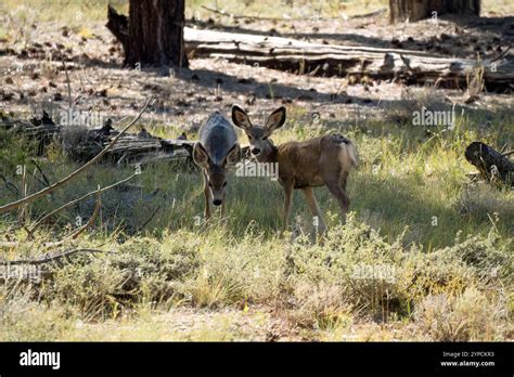 Wild North American Mule Deer Odocoileus Hemionus In A National Park