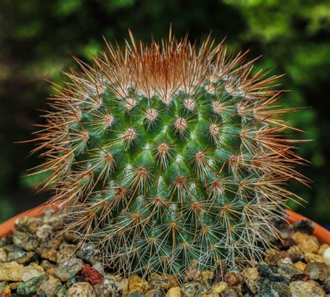 Mammillaria Pincushion Cactus North Carolina Extension Gardener
