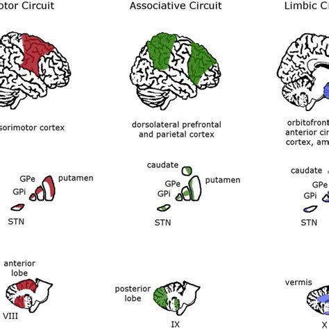 Motor Associative And Limbic Functional Subdivisions In The Cortex Bg Download Scientific