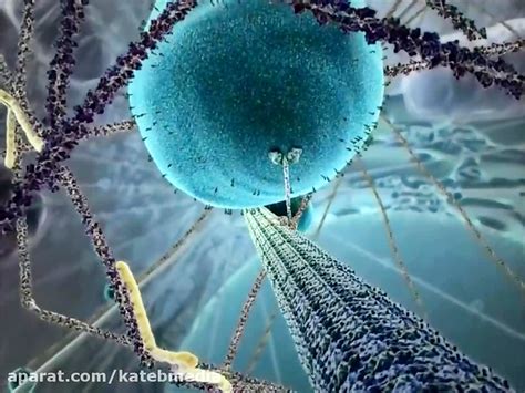 نحوه حرکت پروتئین کینزین Kinesin بر روی ساختار سلول