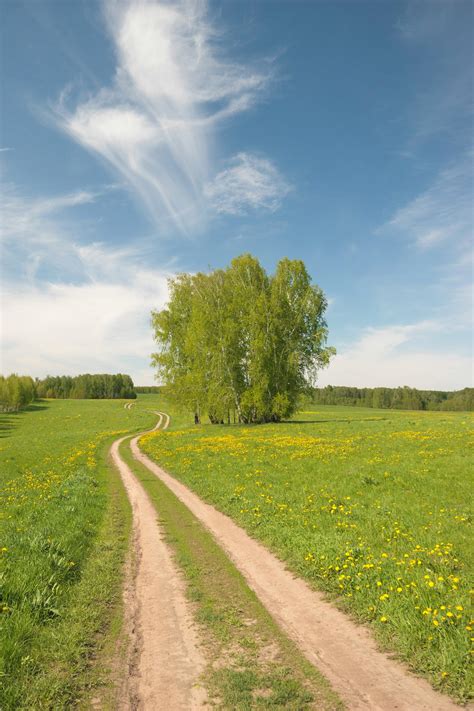 4k 벽지 경치 경치 좋은 전망 경치가 좋은 고독한 나무 고요한 그림 같은 길 나무 녹지 다만 단순한 단순한 아름다움 들판 러스틱 맑은 공기