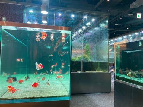 [잠실 수족관 카페] 아쿠아가든 롯데월드몰점 네이버 블로그