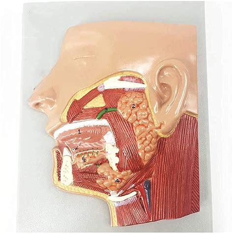 Buy Head Sagittal Section Model Educational Model Facial Gland Structure Model Anatomical
