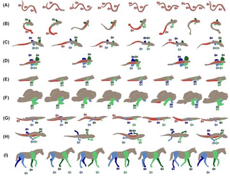 Axial Based Appendicular Based And Axial Appendicular Based Forms Of Download Scientific
