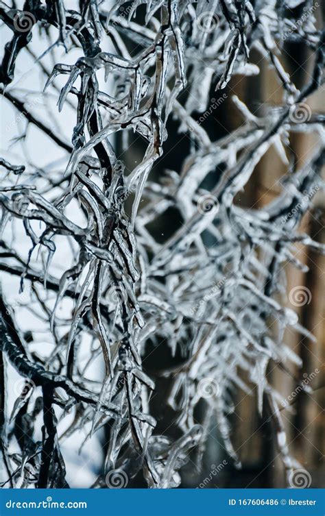 Frozen In The Ice Tree Branches Frozen Tree Branch In Winter Stock Photo Image Of Iced