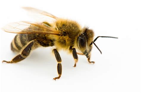 Honeybee Tìm Hiểu Về Loài Ong Mật Và Vai Trò Quan Trọng Trong Tự Nhiên