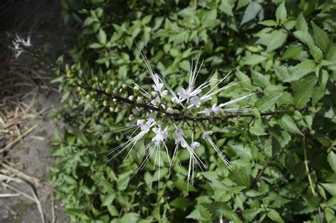 Java Tea Nature Flower Orthosiphon Free Photo On Pixabay Pixabay