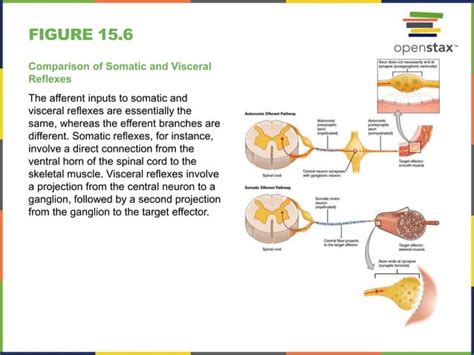 Open Stax Anatomy Physiology Ch PPTX