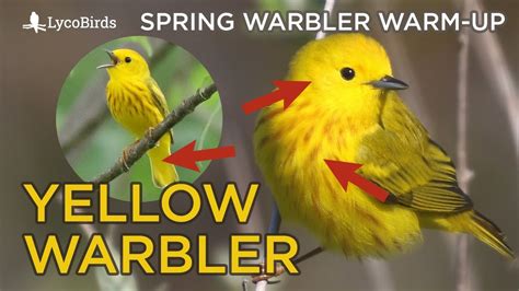 Yellow Warbler Male And Female Yellow Warbler State Of Tennessee