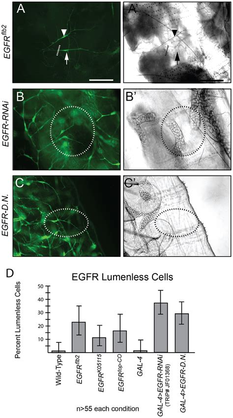 Loss Of Egfr Function In Terminal Cells Results In A Partially Download Scientific Diagram