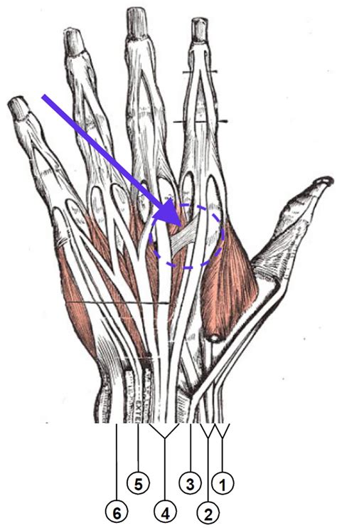 Whats This Thing Called Hand Anatomy Album On Imgur