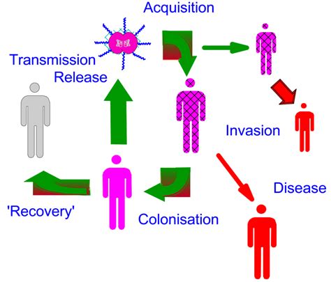 Transmission Of Meningococci In The Population Download Scientific