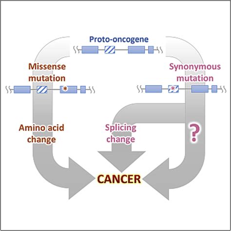 Synonymous Mutations Frequently Act As Driver Mutations In Human Cancers Cell