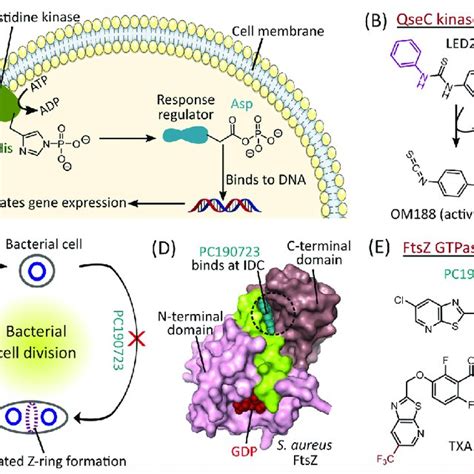A Schematic Depiction Of The Function Of Two Component System Tcs Download Scientific