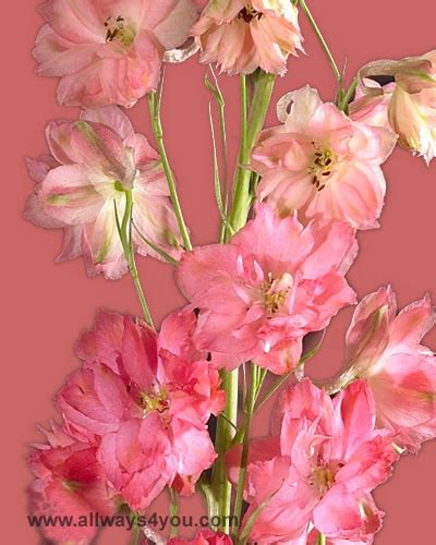 Allways4you Delphinium