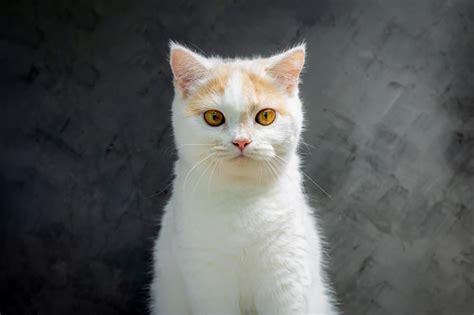 검은 배경에 앉아있는 스코틀랜드 접이식 고양이 Tabby 파란색 고양이는 검은 벽 배경에 격리됩니다 스튜디오에서 흰 새끼 고양이