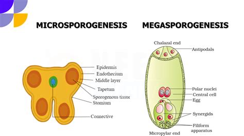 Microsporogenesis Vs Megasporogenesis Neet Biology Neet Chennai