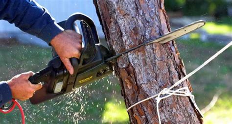 How To Safely Remove A Tree