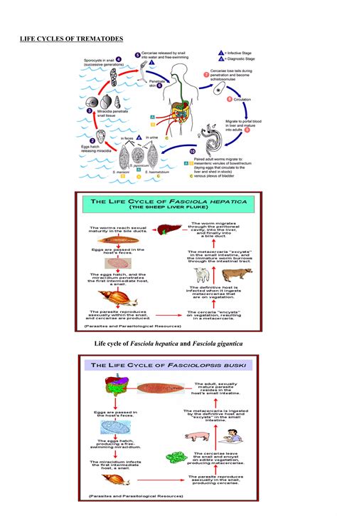 Nematodes Trematodes And Cestodes Handouts Pdf