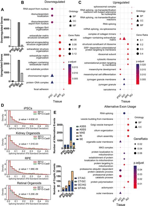 Bulk Rna Seq Analysis Of Rp13 And Rp13 Cas9 Derived Cells And