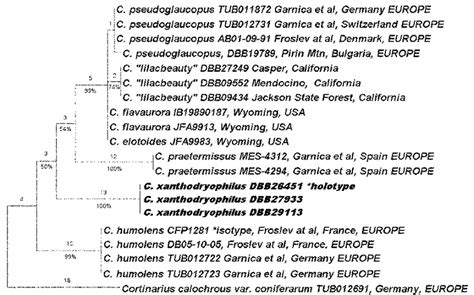 The Single Most Parsimonious Tree Derived From Partial Nrdna Its Download Scientific Diagram
