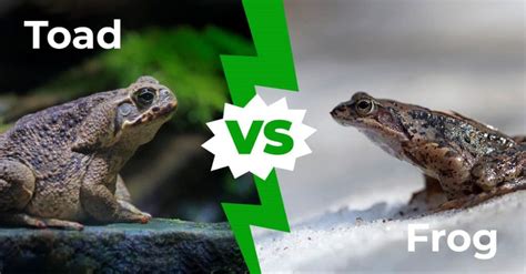 Differences Between Frogs And Toads Arkbc