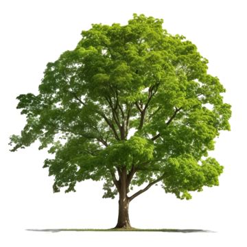 Tree Isolated Png Season Tree Nature PNG Transparent Image And Clipart For Free Download