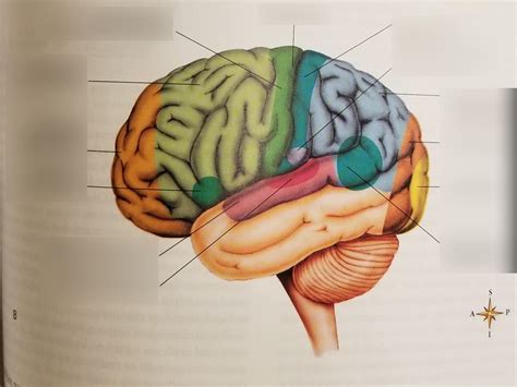 Functional Regions Of The Cerebral Cortex Diagram Quizlet