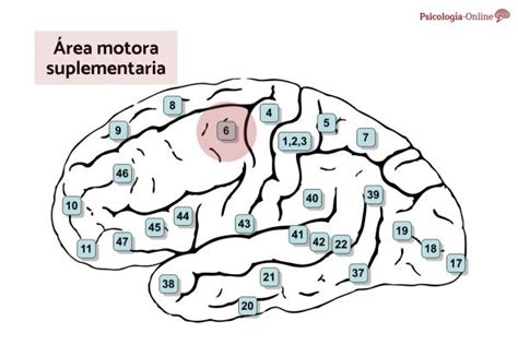 Primary Motor Cortex Characteristics And Functions 2025