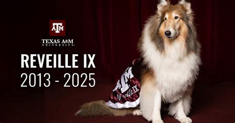 Texas Aandm Mourns Passing Of Beloved Former Mascot Reveille Ix News
