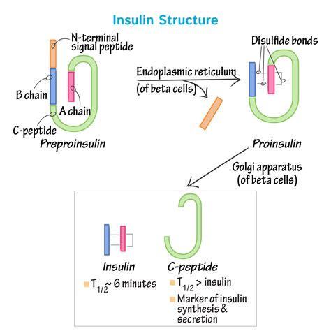 Biochemistry Glossary Insulin Draw It To Know It