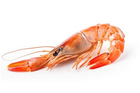 Premium Photo Captivating Prawn Stunningly Isolated On A White Background Ar 32