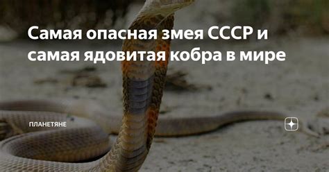 Самая опасная змея СССР и самая ядовитая кобра в мире Планетяне Дзен